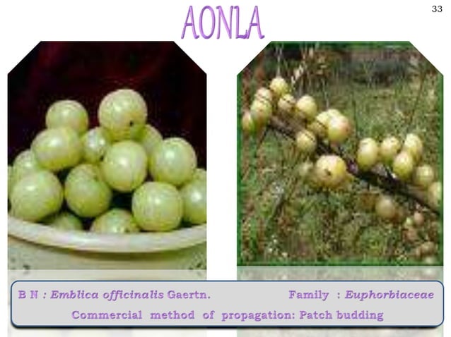 Vegetative propagation of minor fruit crop | PPTX