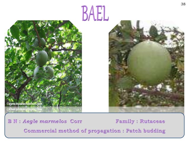 Vegetative propagation of minor fruit crop | PPTX
