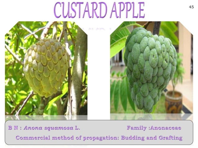 Vegetative propagation of minor fruit crop | PPTX