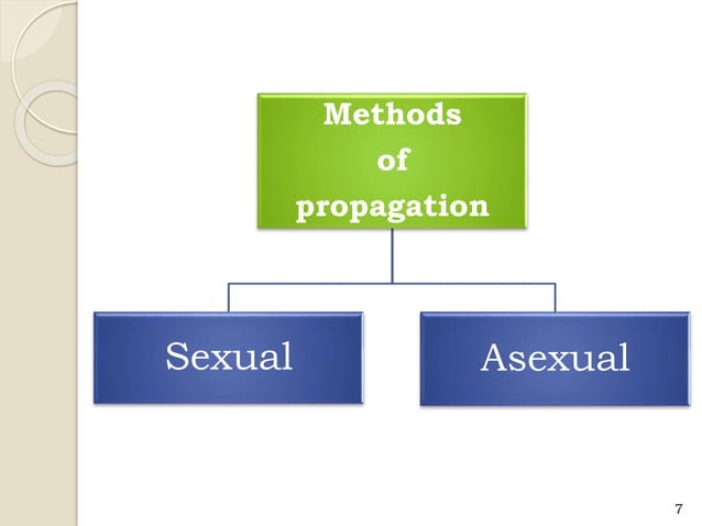 Vegetative propagation of minor fruit crop | PPTX