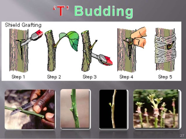 Vegetative propagation of minor fruit crop