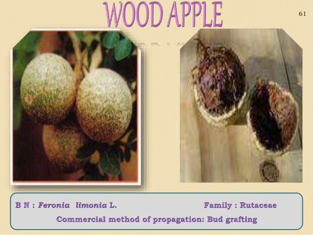 Polyploidy Or How Do We Get Seedless Fruit
