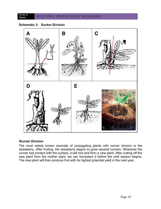 Vegetative propagationtechniques importance | PDF