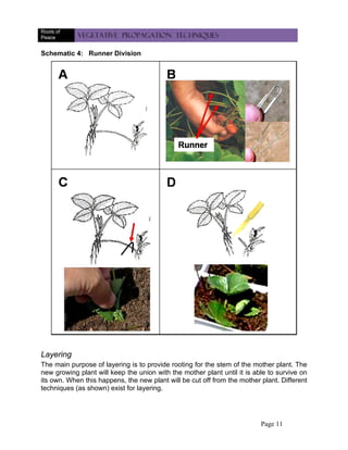 Vegetative propagationtechniques importance | PDF