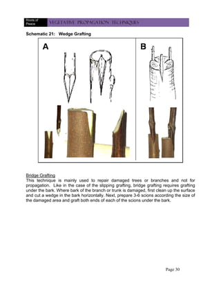 Vegetative propagationtechniques importance | PDF