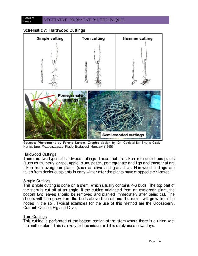 Vegetative propagationtechniques importance