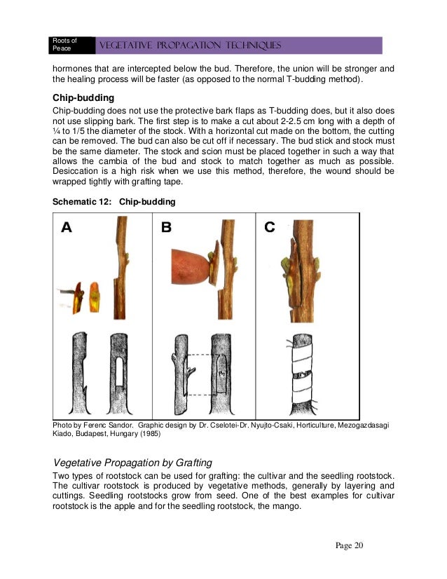 Vegetative propagationtechniques importance