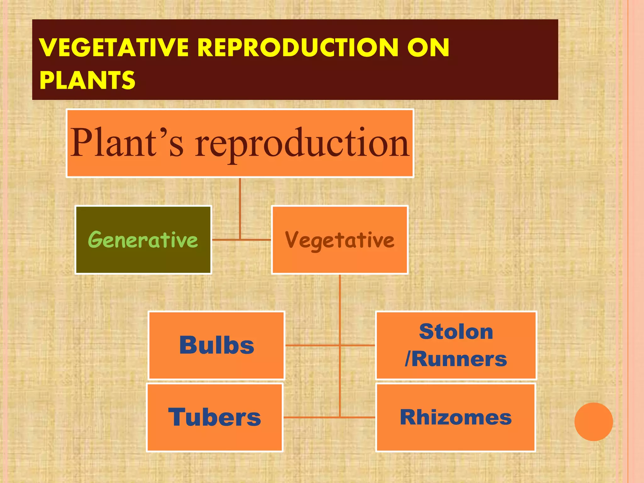 Vegetative reproduction on plants | PPSX