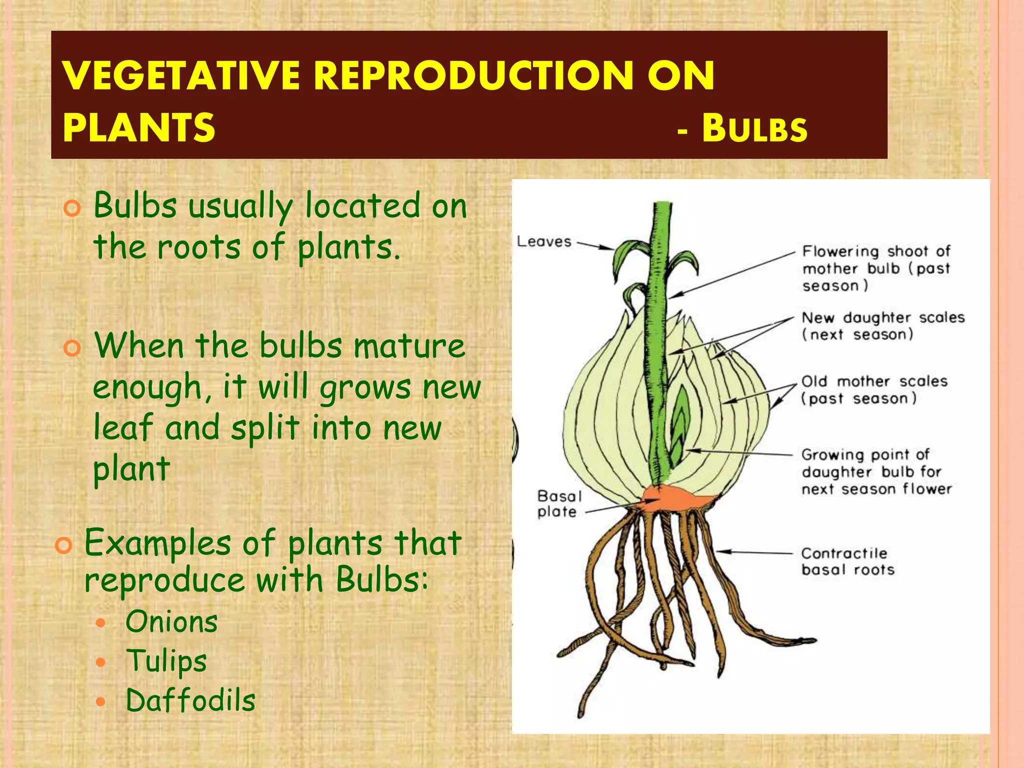 Vegetative reproduction on plants | PPSX