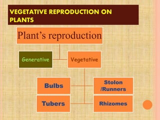 Vegetative reproduction on plants | PPSX