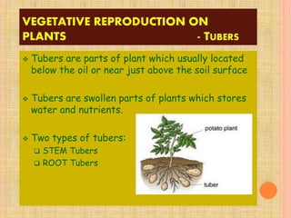 Vegetative reproduction on plants | PPSX