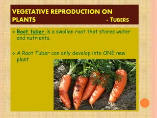 Vegetative reproduction on plants | PPSX