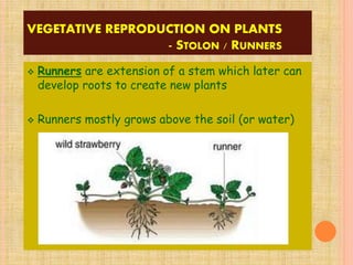 Vegetative reproduction on plants | PPSX