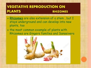 Vegetative reproduction on plants | PPSX