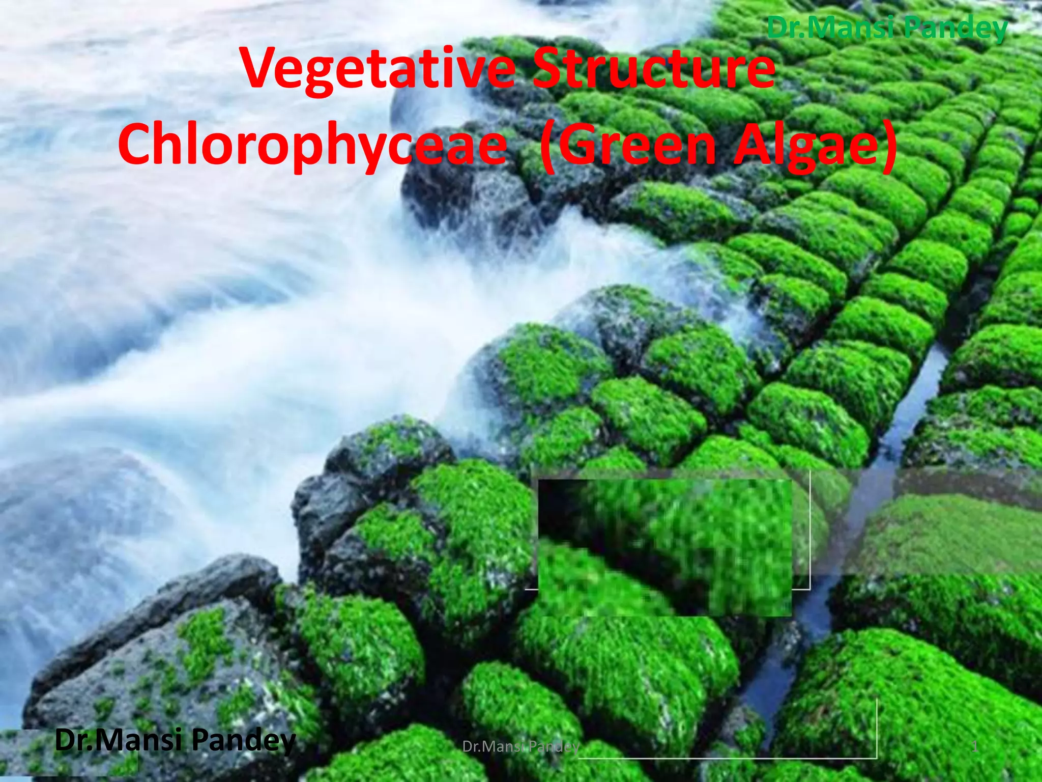 Vegetative Structure - Chlorophyceae.pptx
