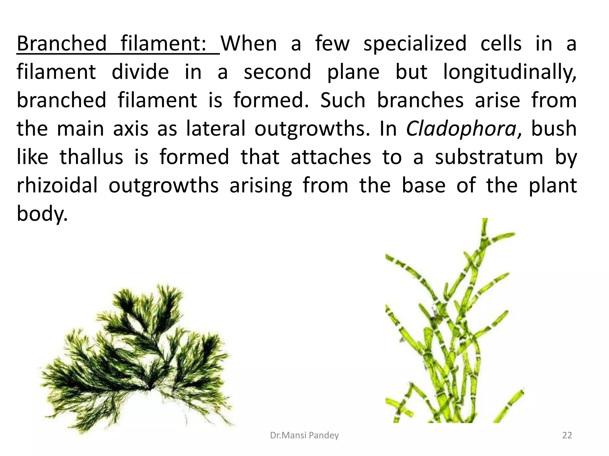 Vegetative Structure - Chlorophyceae.pptx