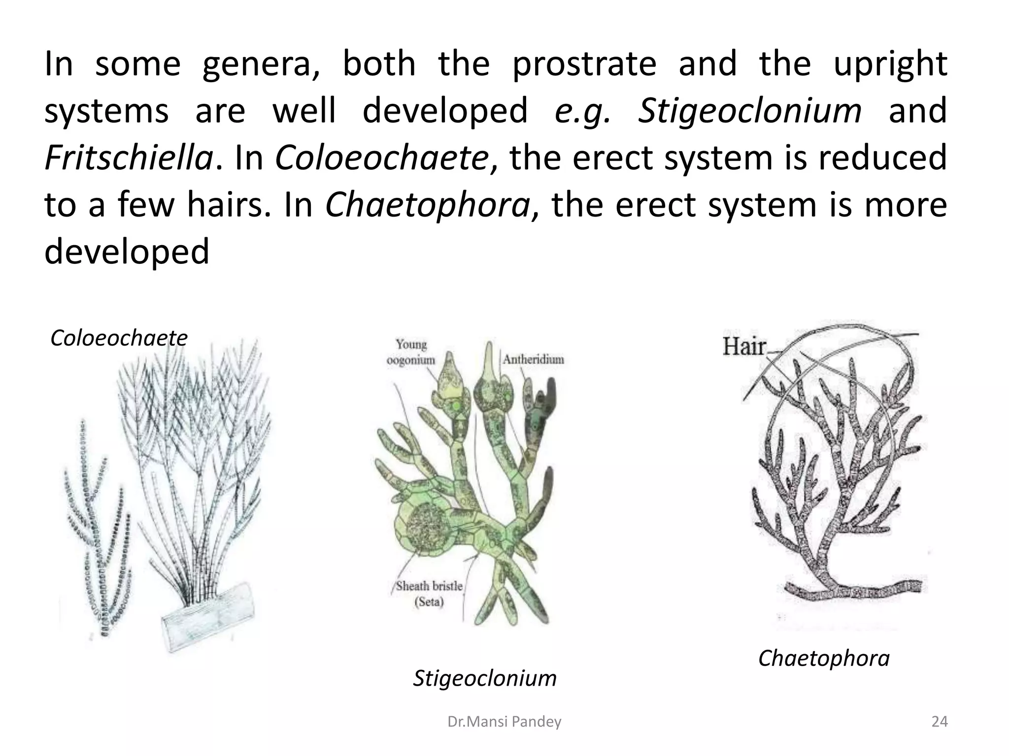 Vegetative Structure - Chlorophyceae.pptx