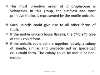 Vegetative Structure - Chlorophyceae.pptx