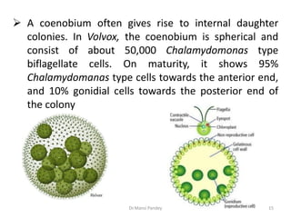 Vegetative Structure - Chlorophyceae.pptx