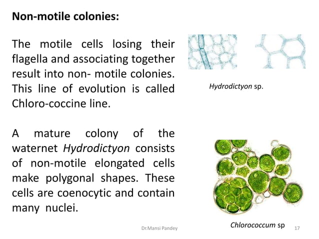 Vegetative Structure - Chlorophyceae.pptx