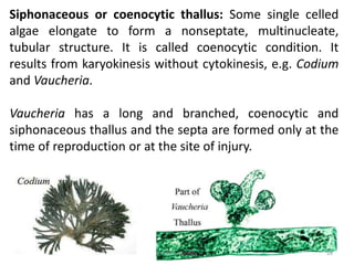 Vegetative Structure - Chlorophyceae.pptx