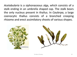 Vegetative Structure - Chlorophyceae.pptx