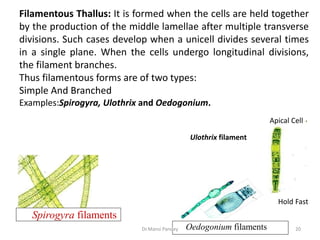 Vegetative Structure - Chlorophyceae.pptx
