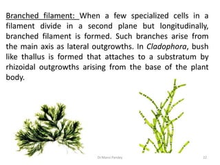 Vegetative Structure - Chlorophyceae.pptx