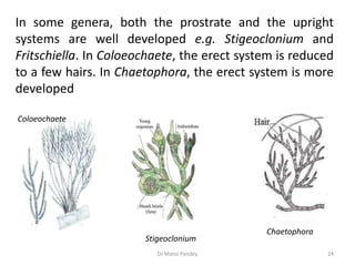 Vegetative Structure - Chlorophyceae.pptx