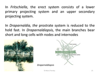Vegetative Structure - Chlorophyceae.pptx