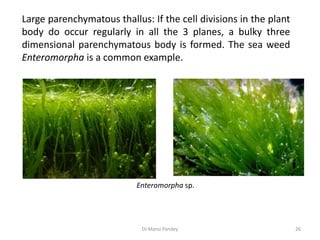 Vegetative Structure - Chlorophyceae.pptx
