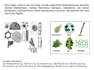Vegetative Structure - Chlorophyceae.pptx