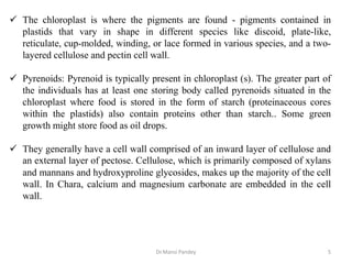 Vegetative Structure - Chlorophyceae.pptx