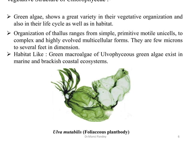 Vegetative Structure - Chlorophyceae.pptx