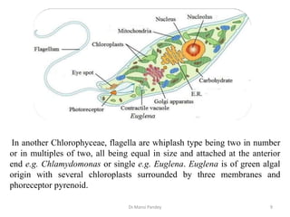 Vegetative Structure - Chlorophyceae.pptx