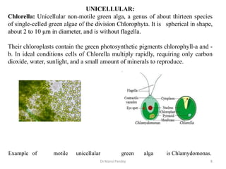Green Algae Structure