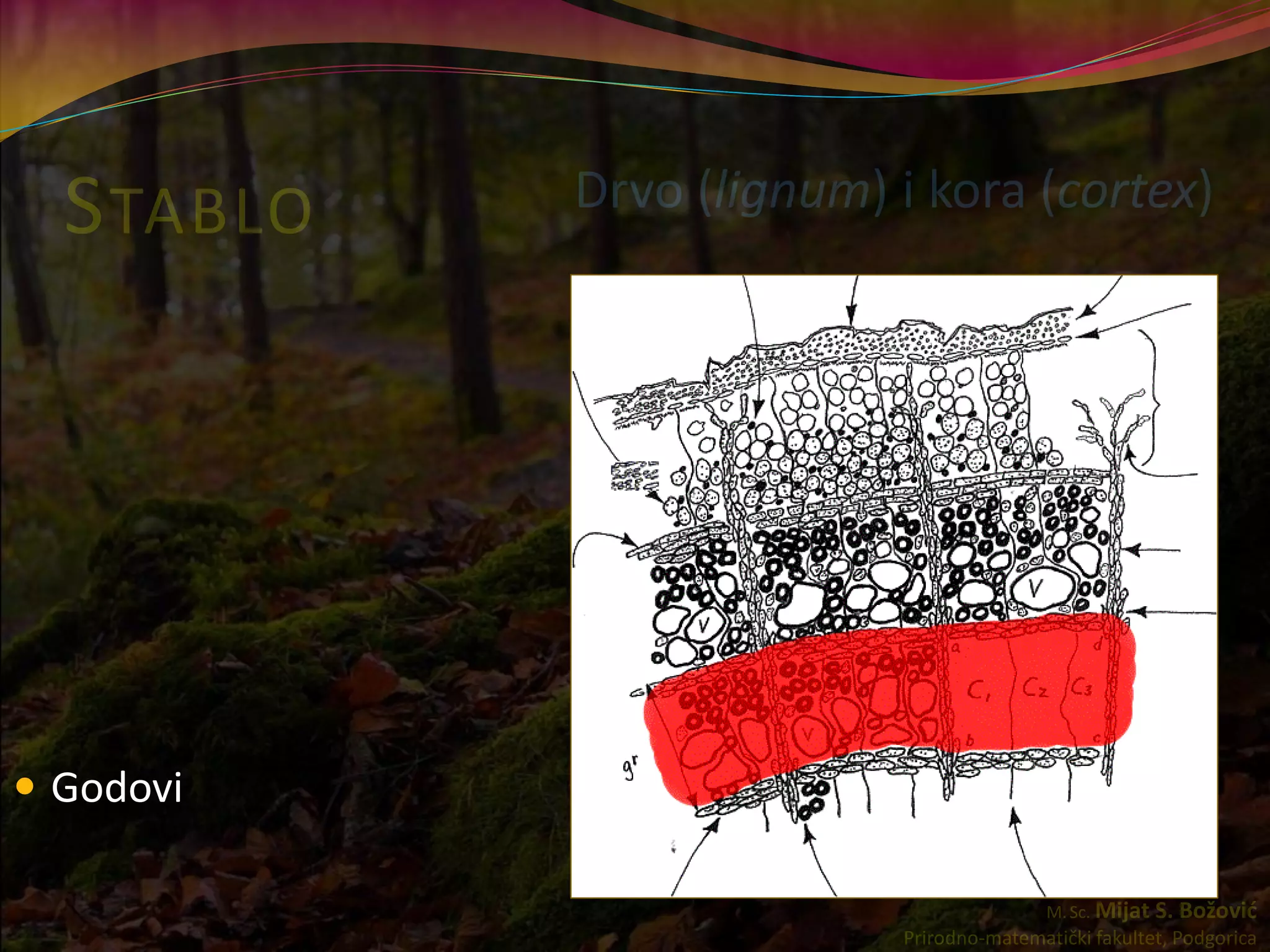 Vegetativni organi biljke _ Stablo.pdf