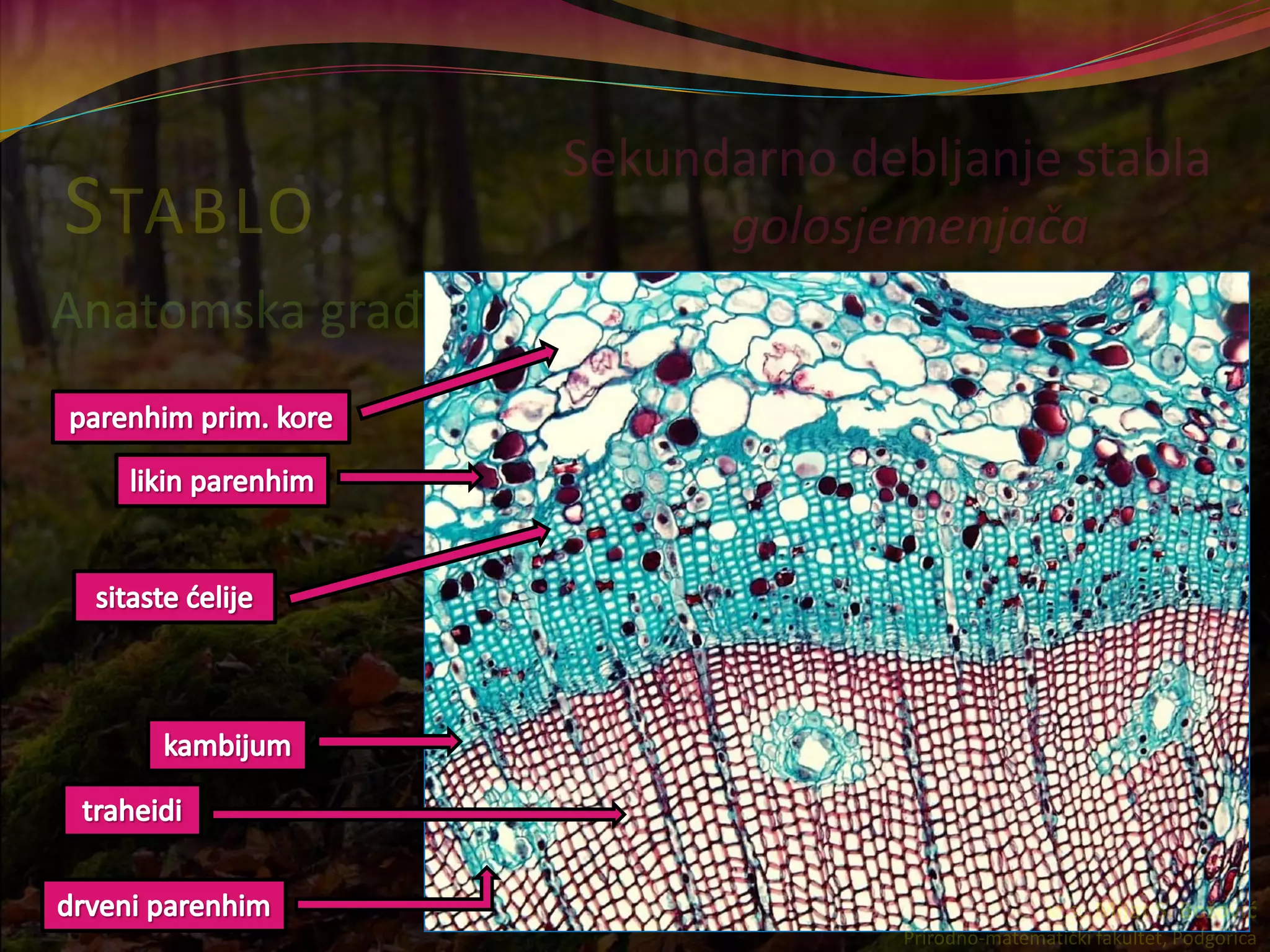 Vegetativni organi biljke _ Stablo.pdf