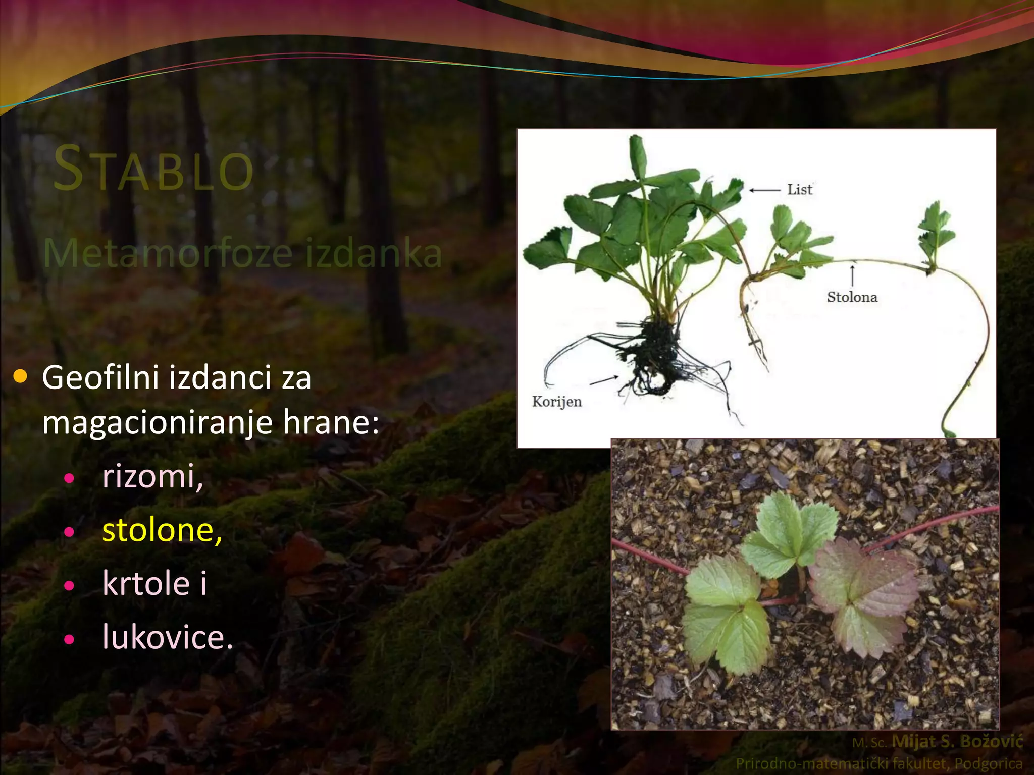 Vegetativni organi biljke _ Stablo.pdf
