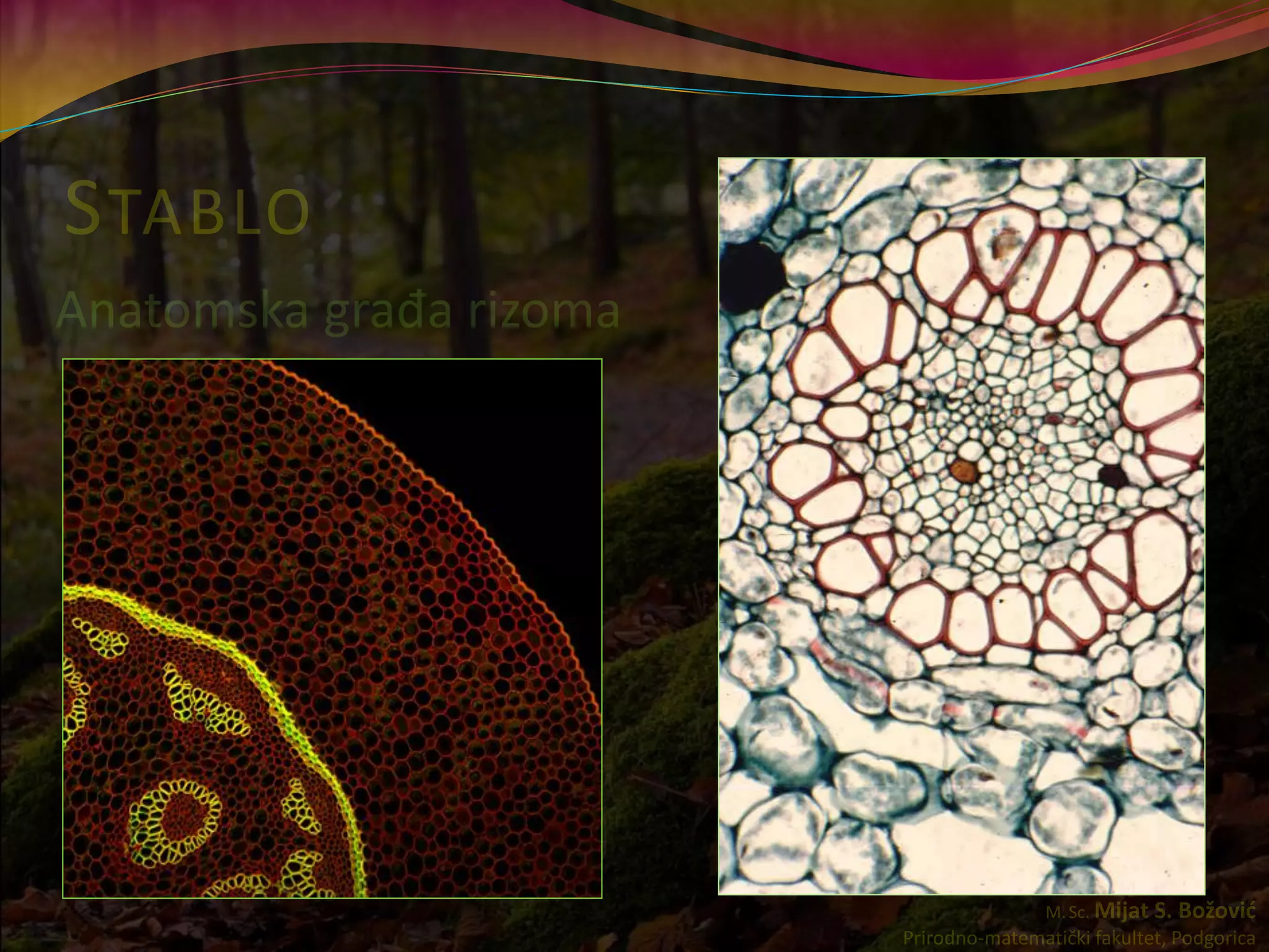 Vegetativni organi biljke _ Stablo.pdf