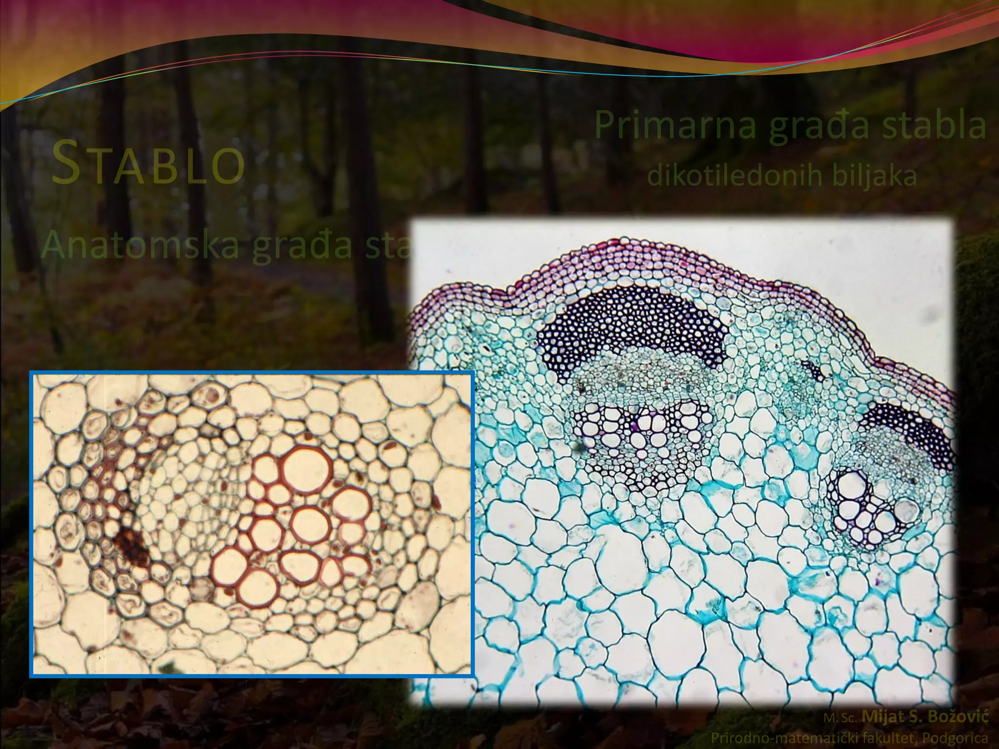 Vegetativni organi biljke _ Stablo.pdf