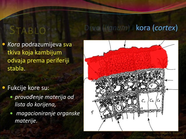 Vegetativni organi biljke _ Stablo.pdf