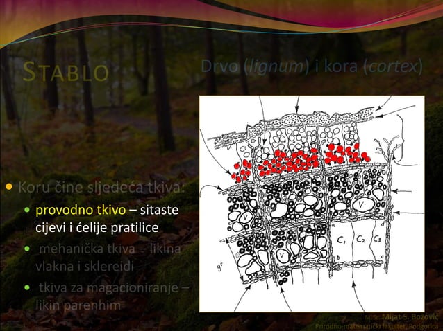 Vegetativni organi biljke _ Stablo.pdf