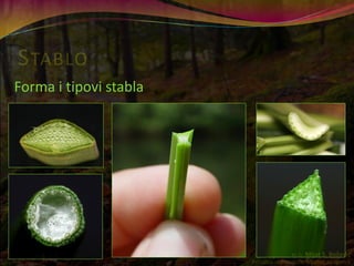 Vegetativni organi biljke _ Stablo.pdf