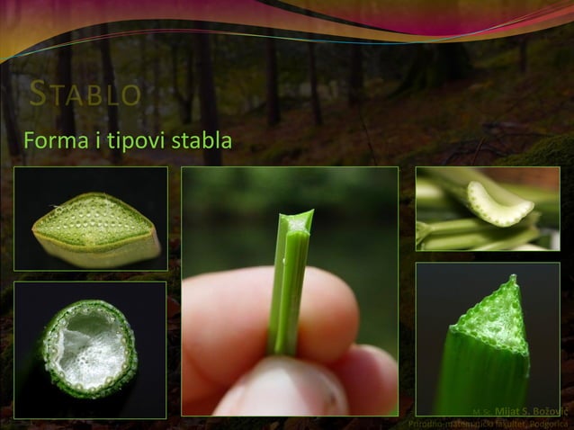 Vegetativni organi biljke _ Stablo.pdf