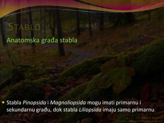 Vegetativni organi biljke _ Stablo.pdf