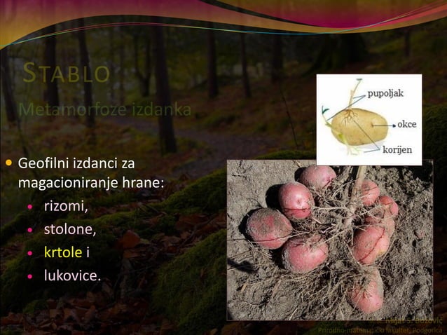 Vegetativni organi biljke _ Stablo.pdf