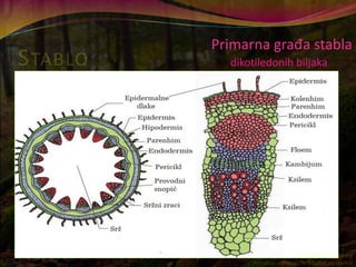 Vegetativni organi biljke _ Stablo.pdf