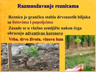 Vegetativno razmnožavanje | PPT