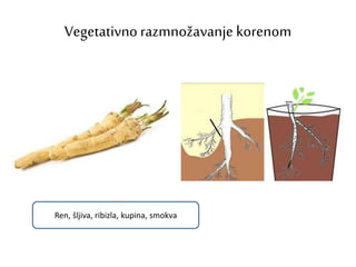 Vegetativno razmnožavanje biljaka | PPTX